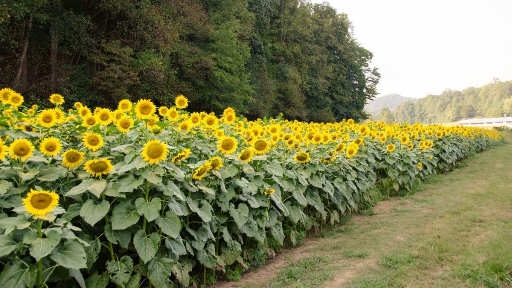 Good Food Partners & Arnott’s Team Up - Good Food Partners